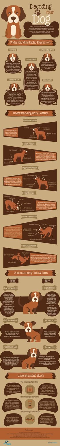 Decoding Your Dog | FitBark