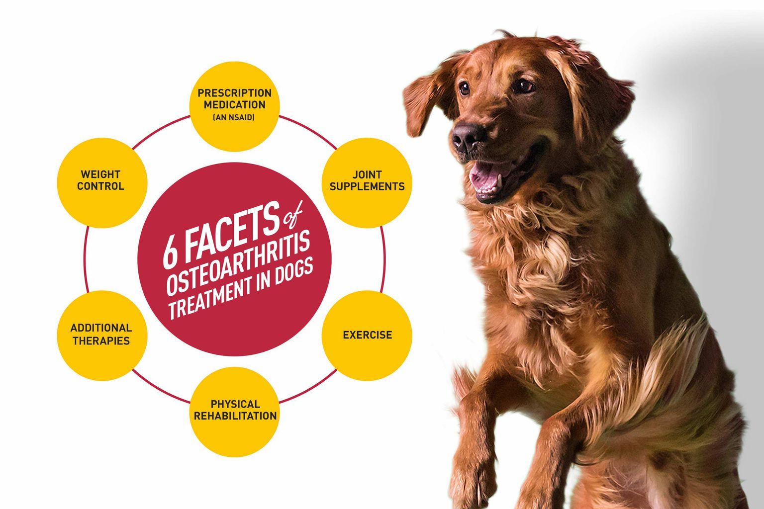 Six Facets Of Osteoarthritis Treatment In Dogs | FitBark