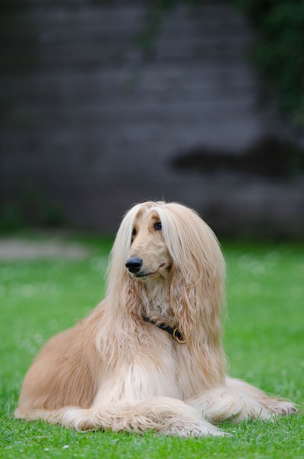 Top 10 Long-Haired Dog Breeds You Need To Know | FitBark