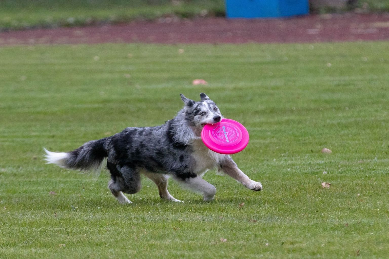 Top 5 Fun Games That You Can Play With Your Dog Outside This Spring ...