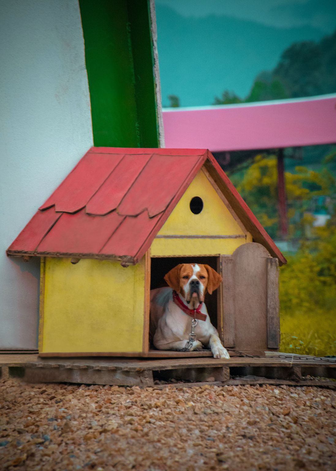 8 Ways to Have Peace of Mind with an Outdoor Pet | FitBark