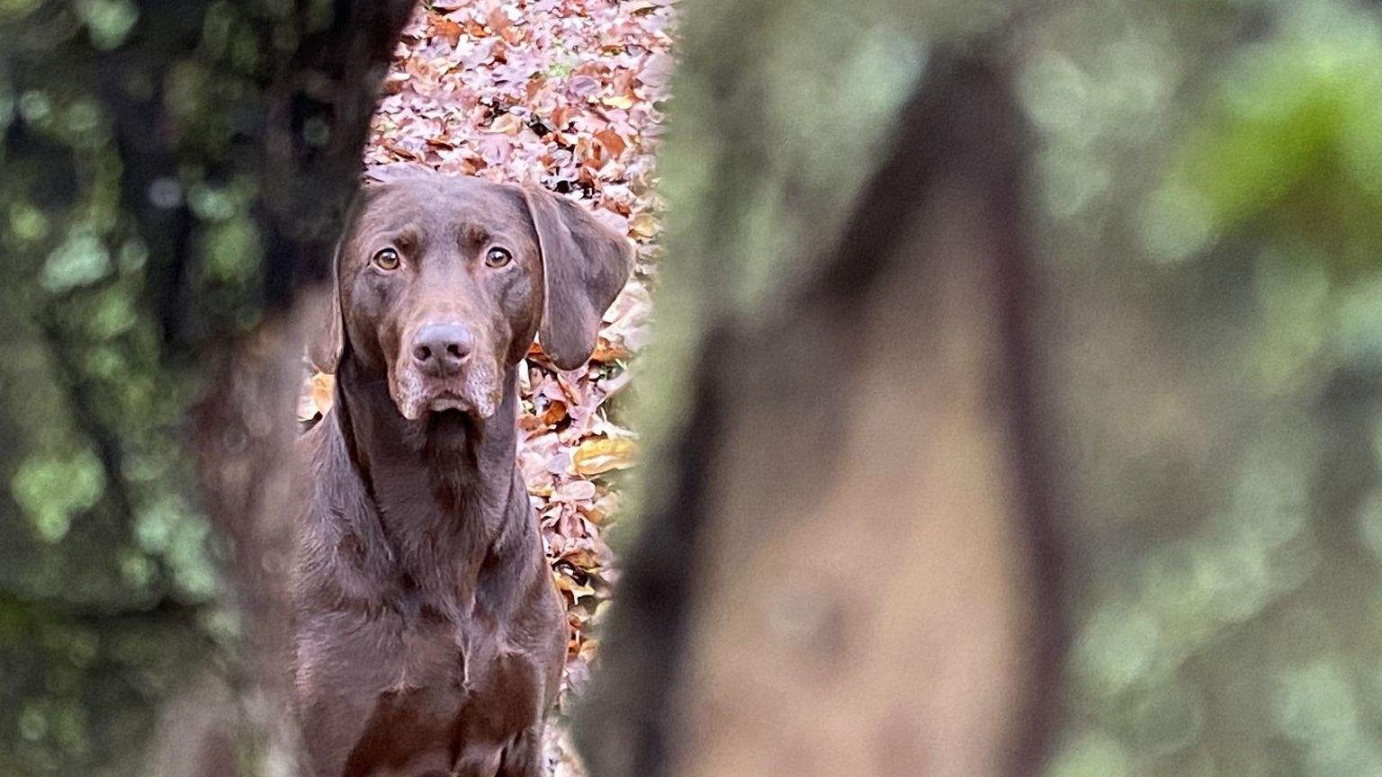 Top 5 Fun Games That You Can Play With Your Dog Outside This Spring ...