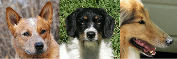 Better Dog Health: The Don’ts in Focus | FitBark