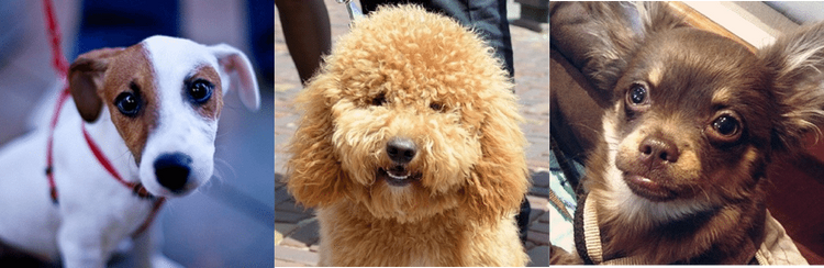 Better Dog Health: The Don’ts in Focus | FitBark