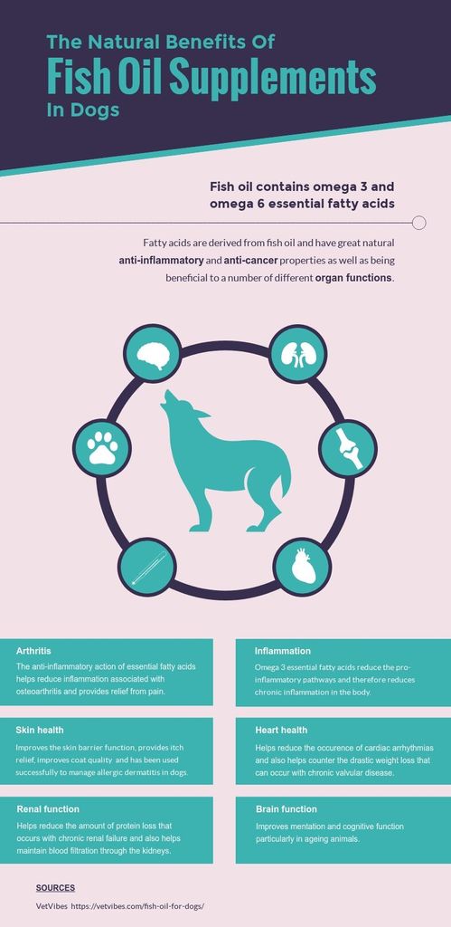The Natural Benefits of Fish Oil Supplements In Dogs | FitBark