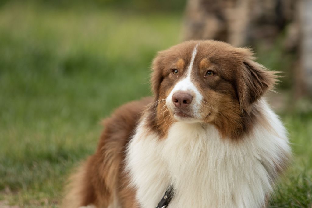 Top 10 Long-Haired Dog Breeds You Need To Know | FitBark