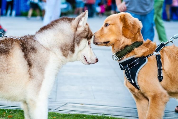 The Top 10 Tips For Relieving Your Dog's Stress | FitBark