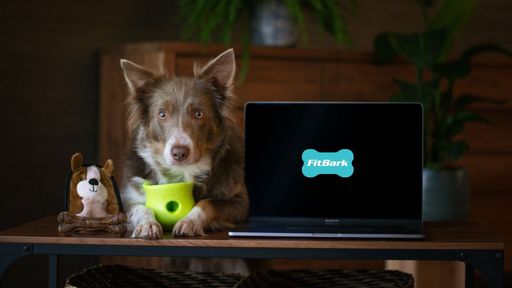 Pet Safety & Health Blog | FitBark