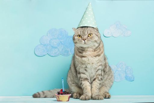 8 Ways to Celebrate Your Dog’s (or Cat’s) Gotcha Day! | FitBark