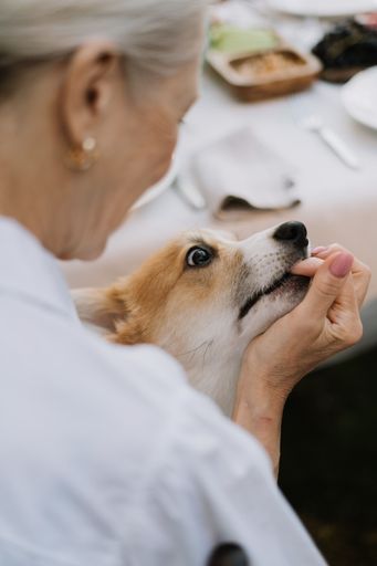6 Reasons Your Dog is Biting | FitBark