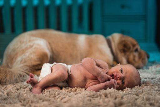 How to Introduce Your Dog to a New Baby | FitBark