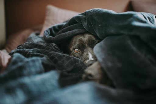 Why Dogs Burrow Under Blankets | FitBark