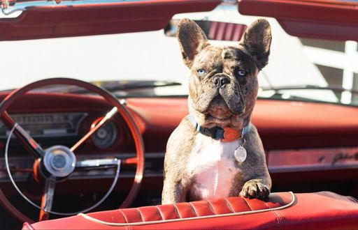 Keeping Your Dogs Safe in the Car While Travelling | FitBark