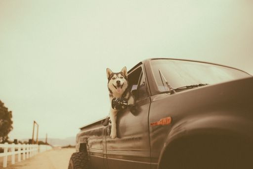 Safety Precautions When Trucking with Your Pup | FitBark