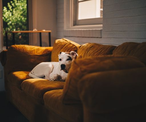 Complete Guide to Leaving a Dog at Home Alone | FitBark