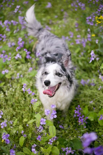 10 Flowers Safe For Dogs | FitBark