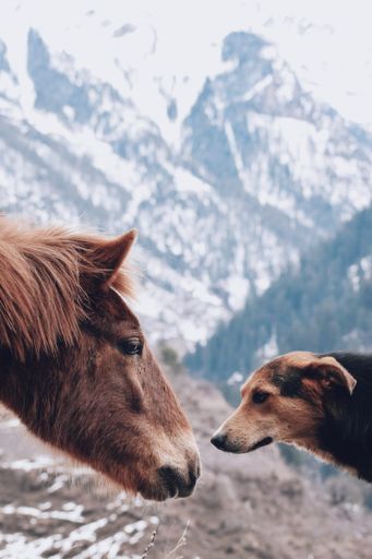 Which dog breeds get along with horses? | FitBark