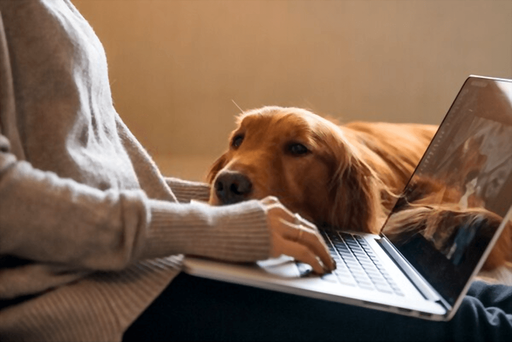 15 Tips For Busy Working Dog Owners | FitBark