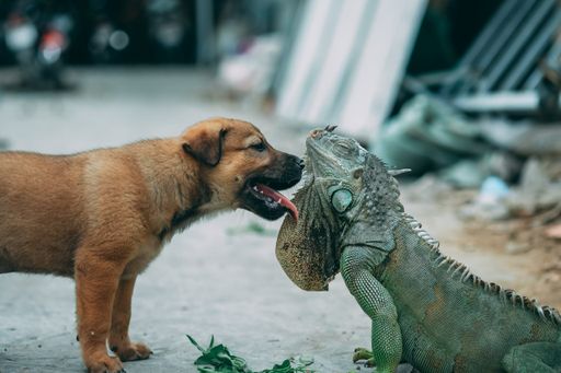 5 Common Mistakes People Make When Introducing Their Dog To Reptiles ...