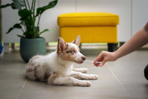 Piriton for Dogs: A Breakthrough Solution for Canine Health | FitBark