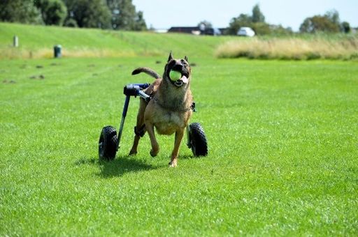 How Do You Care For A Paralyzed Dog? | FitBark