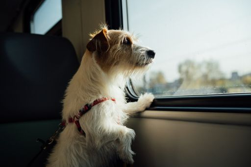 How to Fly With Your Dog: Everything You Need To Know About Traveling ...