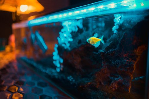 How to Dog-Proof Your Fish Tank | FitBark