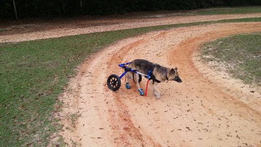 5 Ways a Dog Wheelchair Can Improve Your Disabled Dog's Life | FitBark