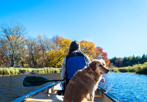 4 Valuable Considerations for a Dog Safe Fishing Trip | FitBark