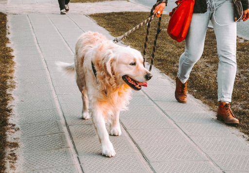 10 Tools & Accessories That Every Dog Walker Should Have on Hand | FitBark
