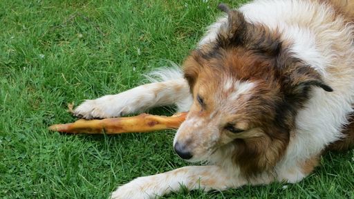 Choosing the Right Diet Food for Large Breeds | FitBark