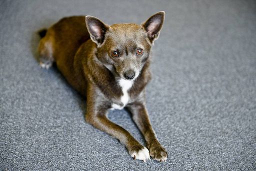 5 Astonishing Facts About Crossbreed Dogs | FitBark