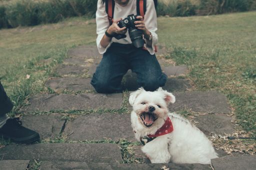 9 Tips for Photographing Your Dog Like a Pro | FitBark