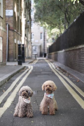 Best Dog-friendly Spots in London | FitBark