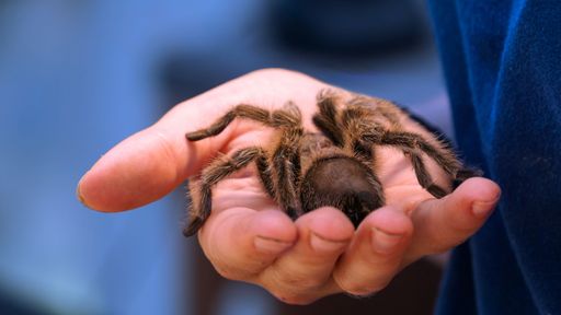 Signs Your Dog and The Tarantula Aren't Getting Along | FitBark
