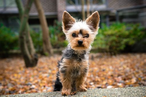 Ten Tiny Toy Dog Breeds You Will Love To Have In Your Life | FitBark